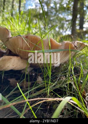 Blushing Milkcap (Lactarius controversus) Fungi Stock Photo - Alamy