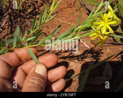 Poison Curryflower (Lasiosiphon caffer) Plantae Stock Photo - Alamy