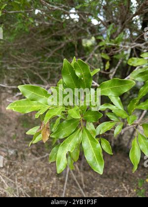 brush teak (Toechima tenax) Plantae Stock Photo - Alamy