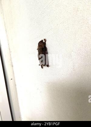 Tricolored Bat (Perimyotis subflavus) Mammalia Stock Photo - Alamy