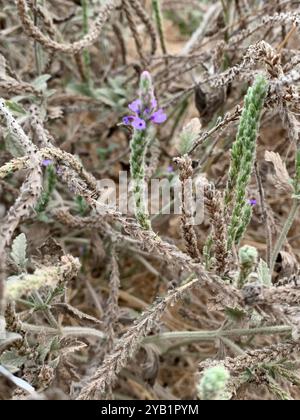 western vervain (Verbena lasiostachys) Plantae Stock Photo - Alamy
