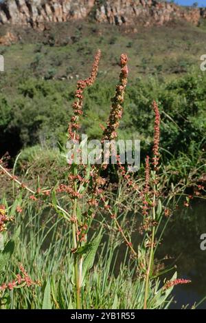 (Rumex rhodesius) Plantae Stock Photo - Alamy