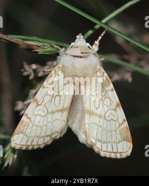 Heart Moth (Dicycla oo) Insecta Stock Photo - Alamy