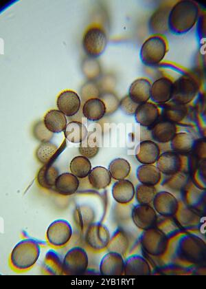 (Comatricha nigra) Protozoa Stock Photo - Alamy