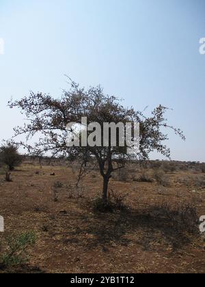 Purplepod clusterleaf (Terminalia prunioides) Plantae Stock Photo - Alamy