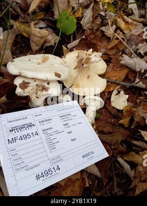 robust clitocybe (Clitocybe robusta Stock Photo - Alamy