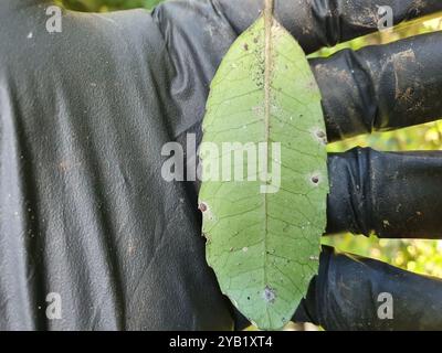 Pigeonwood (Hedycarya arborea) Plantae Stock Photo - Alamy