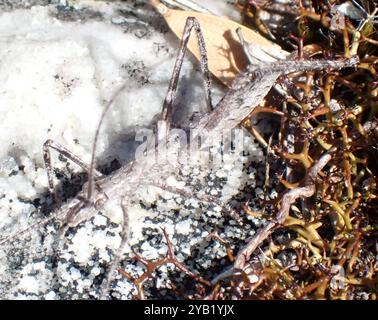 Australian Twig-mimicking Katydid (Zaprochilus australis) Insecta Stock ...