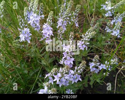 Prostrate Speedwell (Veronica prostrata) Plantae Stock Photo - Alamy