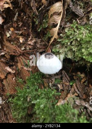 Skullcap Dapperling (Leucocoprinus brebissonii) Fungi Stock Photo - Alamy