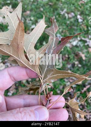 cherrybark oak (Quercus pagoda) Plantae Stock Photo - Alamy