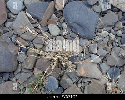 Small Dropseed (Sporobolus neglectus) Plantae Stock Photo - Alamy