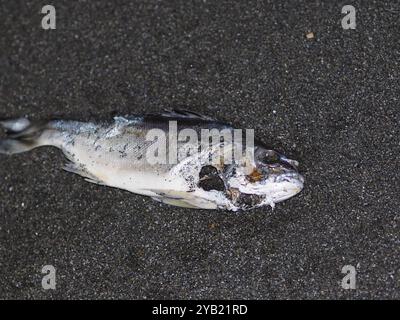 Crescent Grunter (Terapon jarbua), Actinopterygii, Краби, Таиланд Stock ...