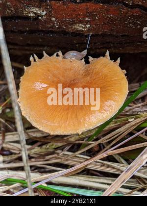 Powdercaps (Cystoderma) Fungi Stock Photo - Alamy