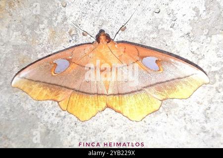 (Midila poppaea) Insecta Stock Photo - Alamy