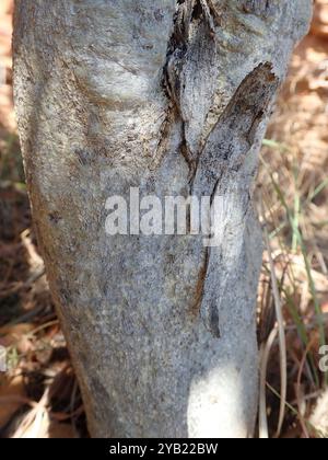 wild-medlar (Vangueria infausta) Plantae Stock Photo - Alamy