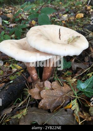 Cloudy Clitocybe (Clitocybe nebularis) Fungi Stock Photo - Alamy