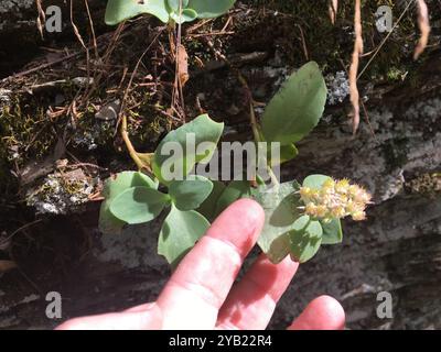 Allegheny stonecrop (Hylotelephium telephioides) Plantae Stock Photo ...