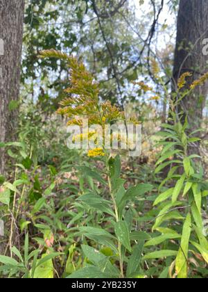 southern late goldenrod (Solidago altissima pluricephala) Plantae Stock ...