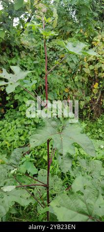 Aibika (Abelmoschus manihot) Plantae Stock Photo - Alamy