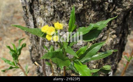 Sticky Psiadia (Psiadia punctulata) Plantae Stock Photo - Alamy