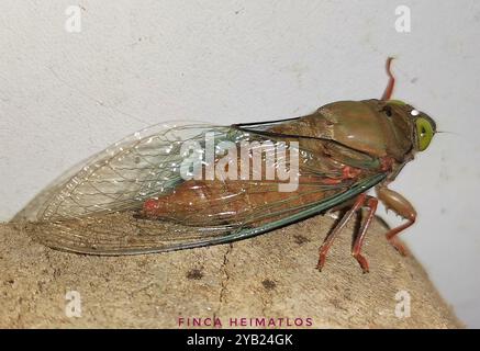 (Carineta rufescens) Insecta Stock Photo - Alamy