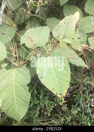 Japanese knotweed (Reynoutria japonica) Plantae Stock Photo - Alamy