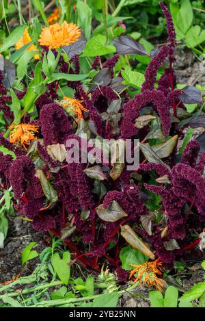 Amaranth 'Hopi red dye' (Amaranthus tricolor), Joseph's coat Stock ...