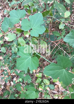 snake apple (Ibervillea lindheimeri) Plantae Stock Photo - Alamy