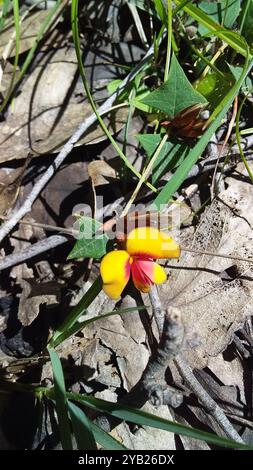 Common Flat-pea (Platylobium obtusangulum) Plantae Stock Photo - Alamy