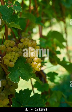 Silvaner grapes growing in the vineyard, Juliusspital Würzburg winery ...