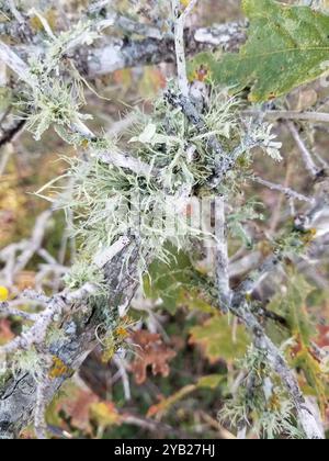cartilage lichen (Ramalina celastri), Fungi, Fairfield, Lower Hutt 5011 ...