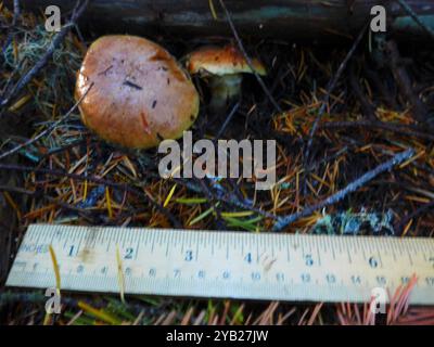 Ponderous Slippery Jack (Suillus ponderosus) Fungi Stock Photo - Alamy