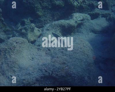Striped Barracuda (Sphyraena pinguis) Actinopterygii Stock Photo - Alamy