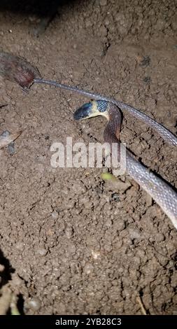 Red Coffee Snake (Ninia sebae) Reptilia Stock Photo - Alamy