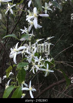 Australian Clematis (Clematis aristata) Plantae Stock Photo - Alamy
