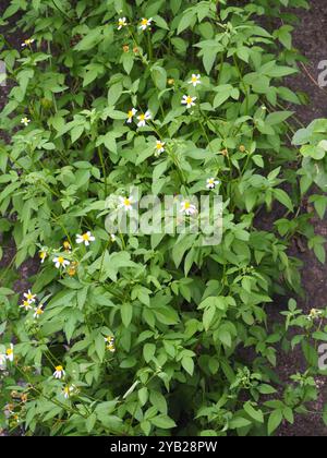 White beggarticks (Bidens alba) Plantae Stock Photo - Alamy