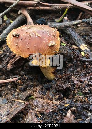 (Descolea recedens) Fungi Stock Photo - Alamy