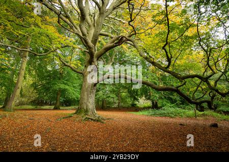 Beech trees in Corstorphine woods on Corstorphine Hill, Edinburgh ...