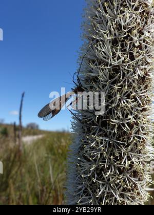 (Harpobittacus australis) Insecta Stock Photo - Alamy
