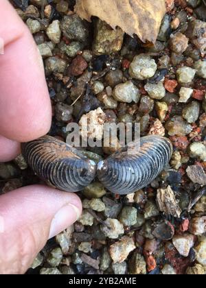 Asian Clam (Corbicula fluminea) Mollusca Stock Photo - Alamy