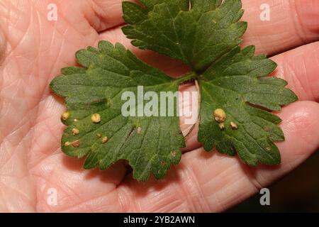 (Entyloma eburneum) Fungi Stock Photo - Alamy