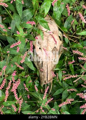 Cricket Frogs (Acris) Amphibia Stock Photo - Alamy