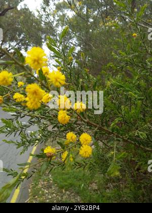 Kangaroo thorn (Acacia paradoxa) Plantae Stock Photo - Alamy