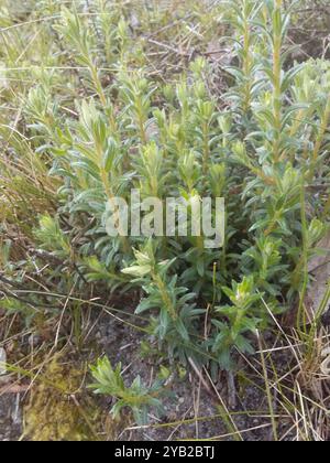 hill raspwort (Gonocarpus elatus) Plantae Stock Photo - Alamy