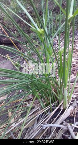 Stiff-leaved Flat-sedge (Cyperus vaginatus) Plantae Stock Photo - Alamy