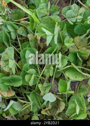 Spotted medick (Medicago arabica) Plantae Stock Photo - Alamy