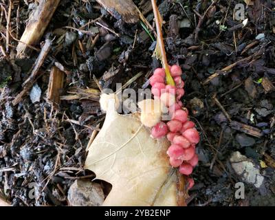 (Callirhytis infuscata) Insecta Stock Photo - Alamy