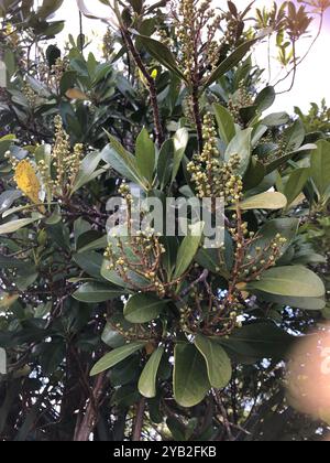 Karaka (Corynocarpus laevigatus) Plantae Stock Photo - Alamy