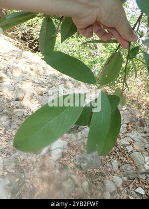 Butterfly Pea Tree (Clitoria fairchildiana) Plantae Stock Photo - Alamy